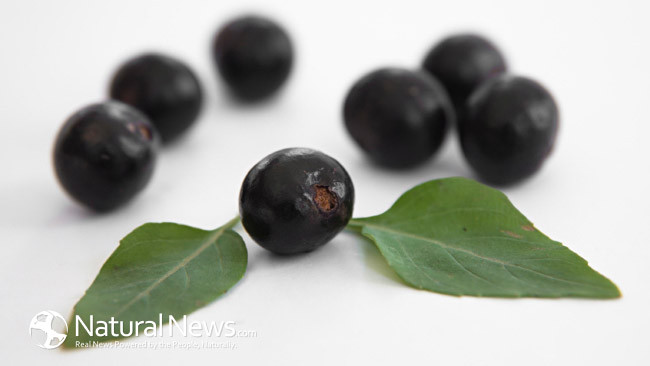 Асай бери: супер храна, която трябва да включите в диетата си | Био Поглед